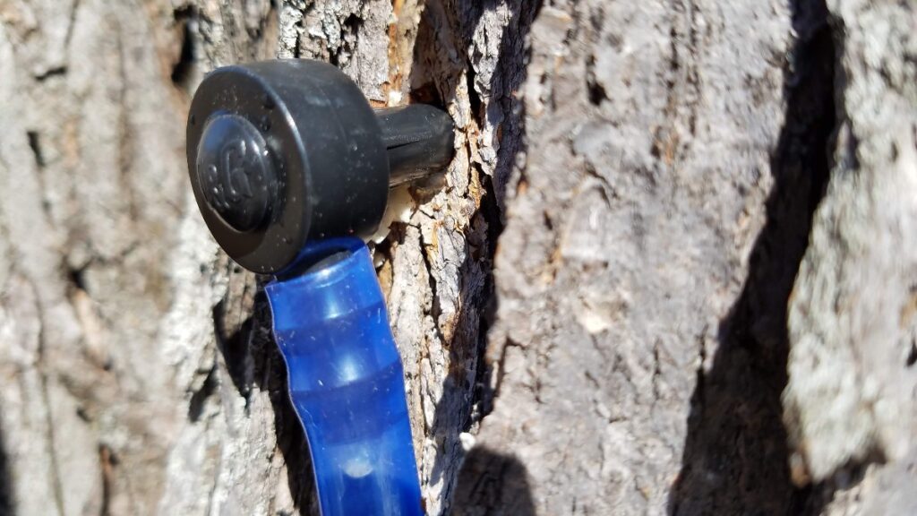 How to Tap Maple Trees and Make Maple Syrup the Easy Way – Practical ...